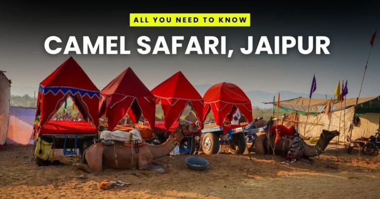 Camel Safari, Jaipur – All You Need to Know - Experience My India
